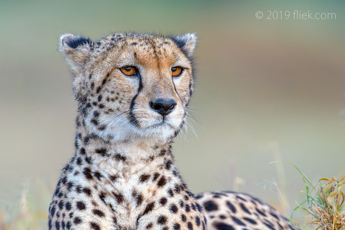 Mara land… is Cheetah land (part 3) – Life/Nature