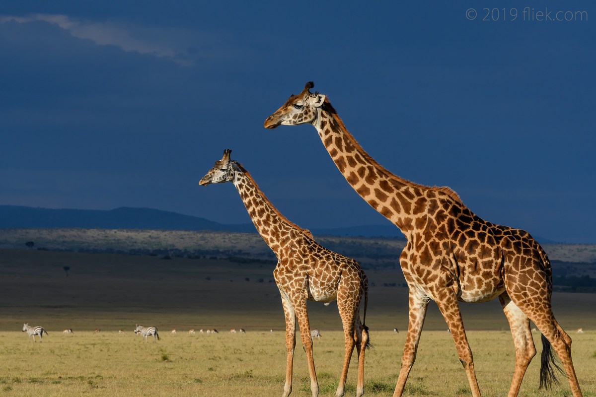 Mara land is… Magic Land – Life/Nature