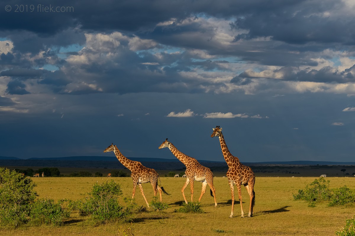 Mara land is… Magic Land (final post) – Life/Nature