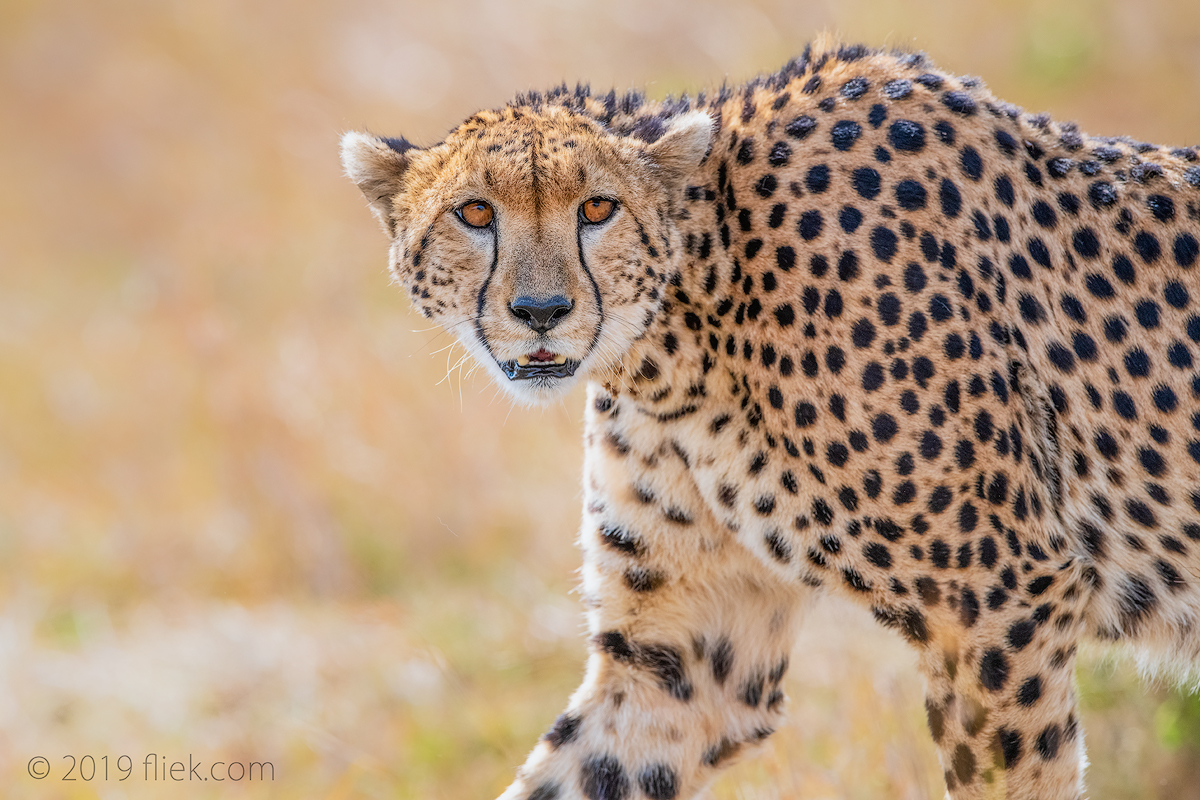 Mara land… is Cheetah land (part 4) – Life/Nature